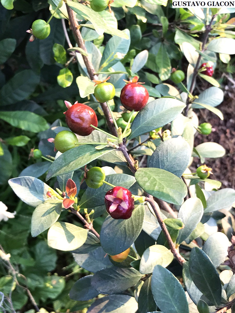 Viveiro Ciprest - Plantas Nativas e Exóticas: Cereja da Mata ou ...