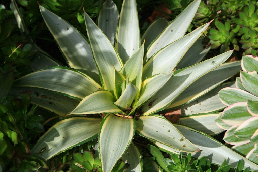 Agava – slast za nepce, melem za kožu, lijek za crijeva
