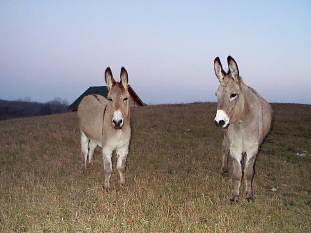 Donkey | The Biggest Animals Kingdom