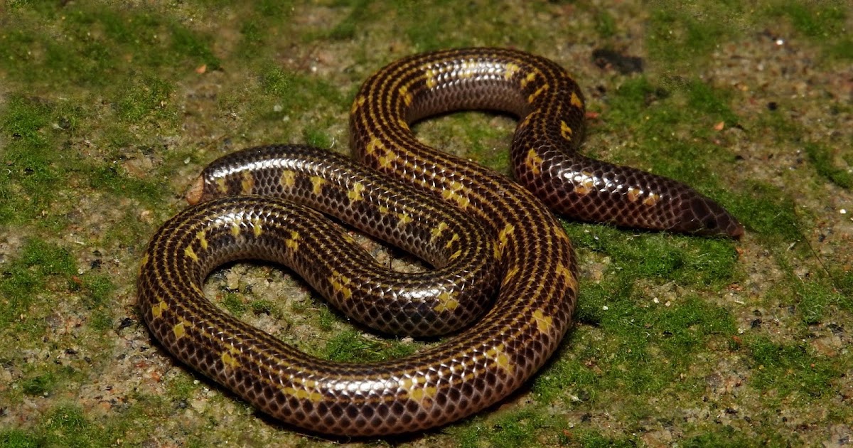 Snakes of Sri Lanka