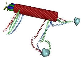 Uso de los Nanorobots contra el cáncer