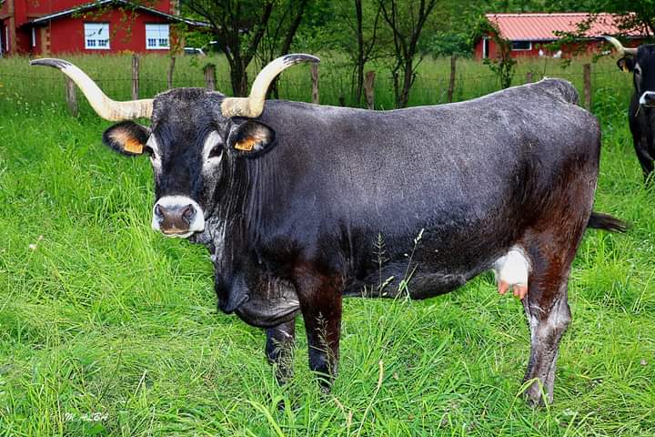 EL CUADERNO DE SILVESTRE: LECHE ¿DE VACA, CABRA U OVEJA?