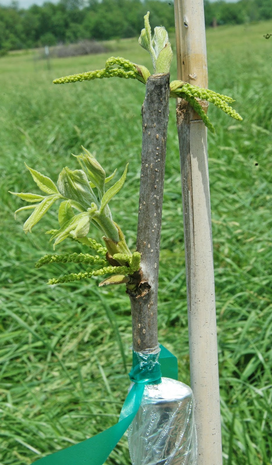 Northern Pecans: Forcing a new pecan graft