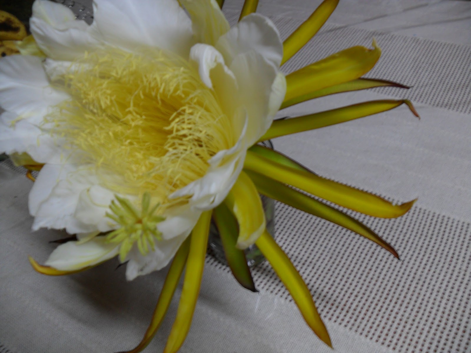 pitaias - mudas e frutos