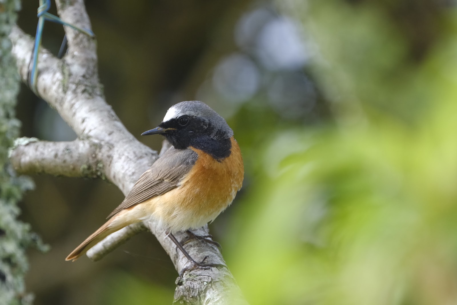 Oiseaux des Pyrénées 64. : Le Rouge-queue à front blanc dans un refuge ...