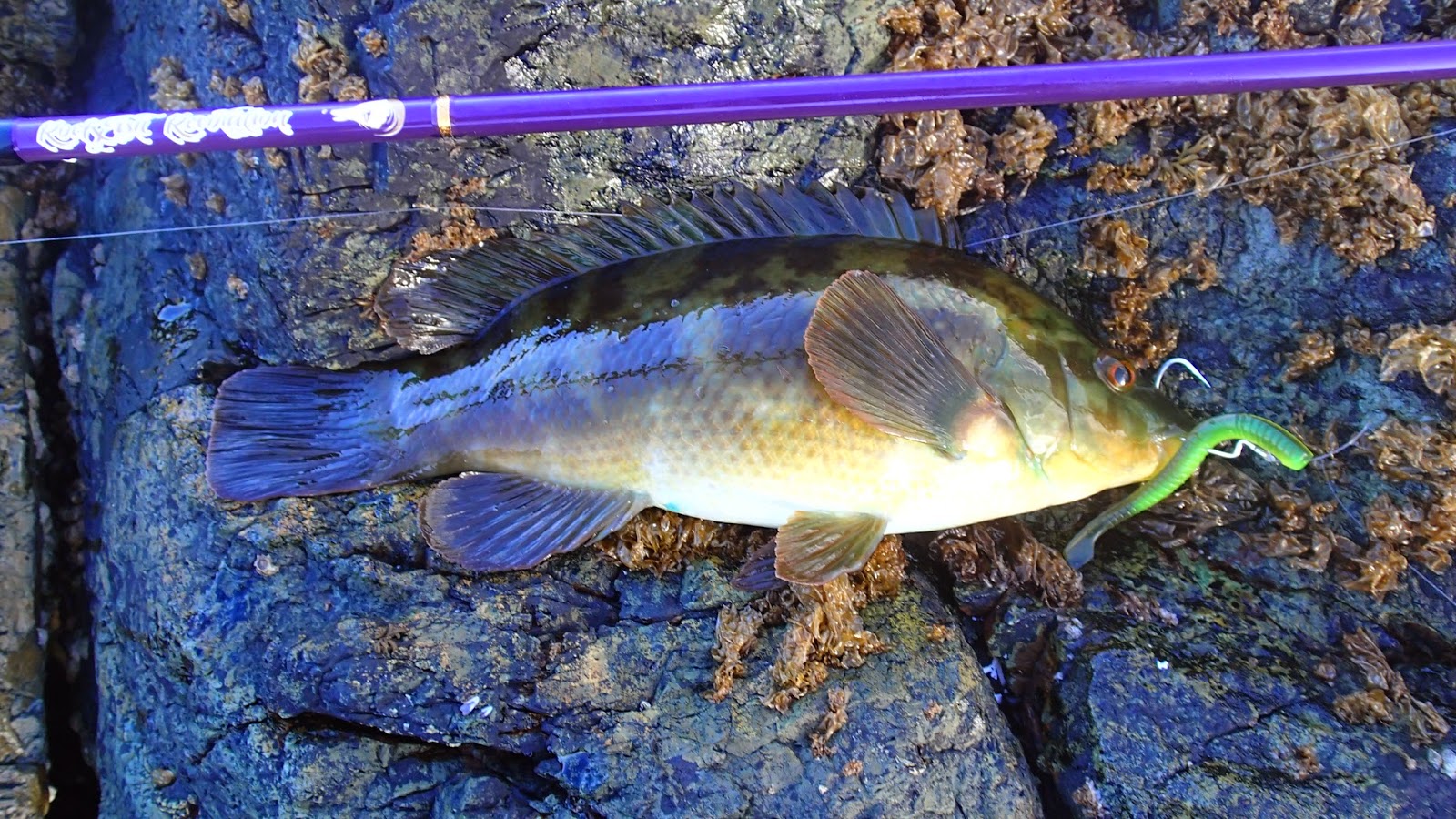 Lure and Light Game: September 2014