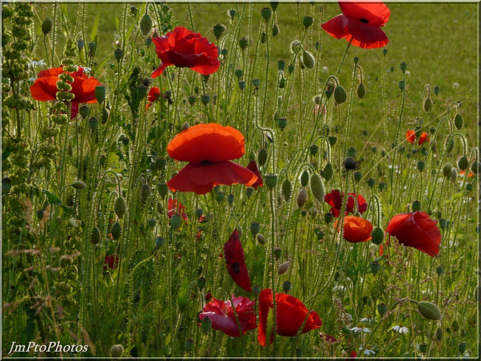 JmPtoPhotos: Jolis coquelicots.