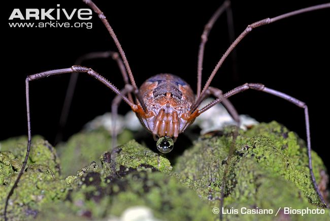 Arthropoda - aSaL uSiL