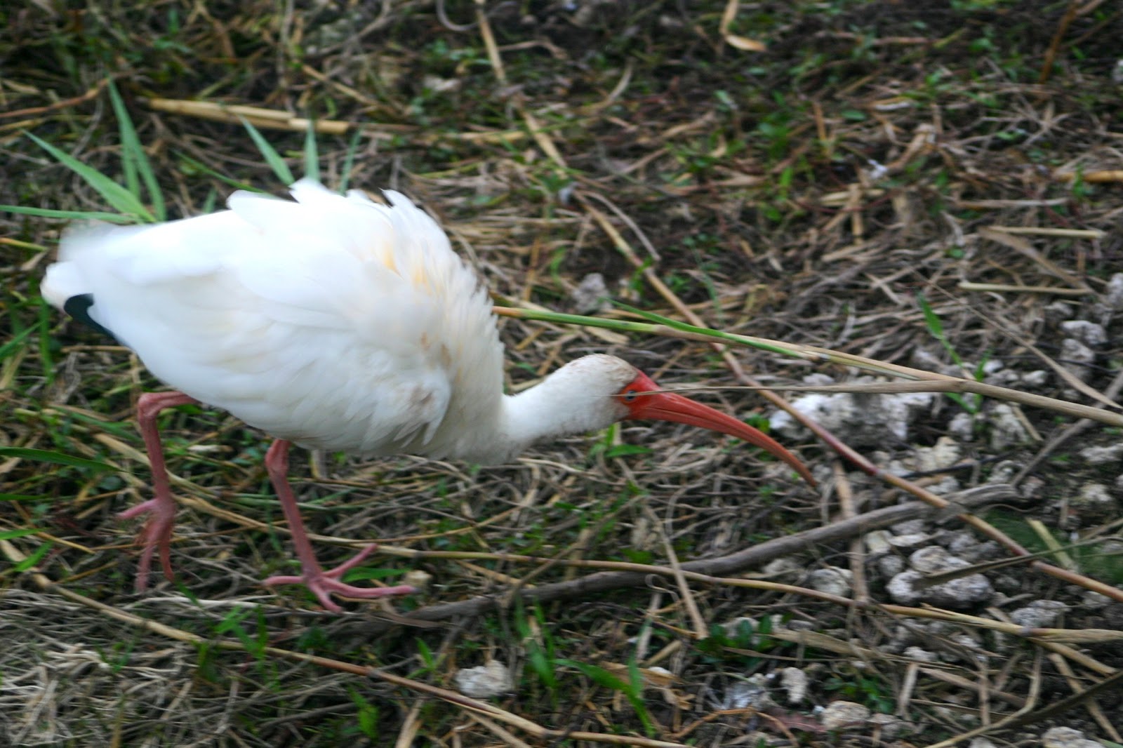 Cannundrums: American White Ibis