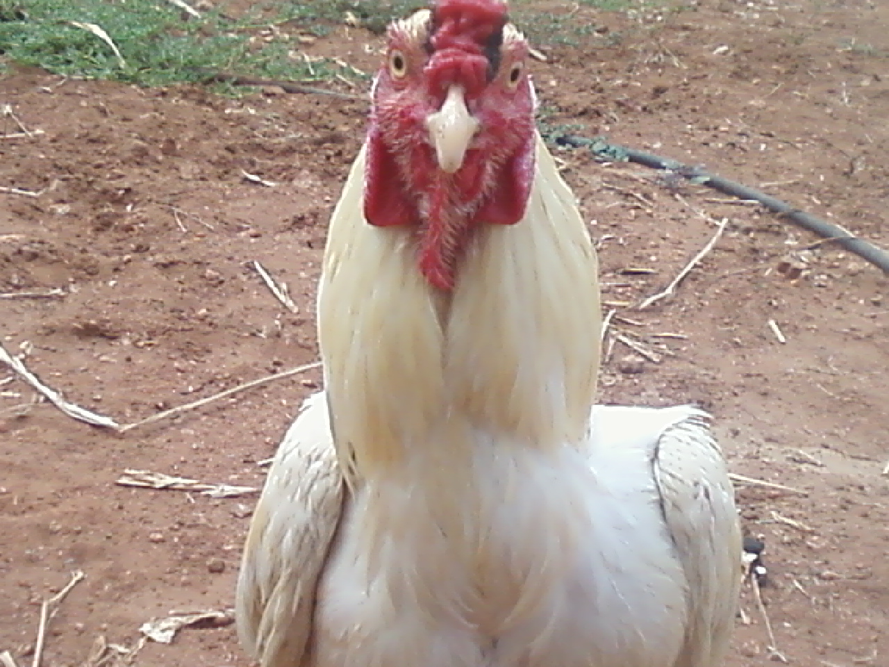 Seval Sandai