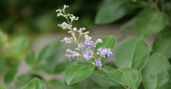 Ciri Ciri Pohon Legundi (Vitex trifolia) Di Alam Liar - Ciriciripohon.com
