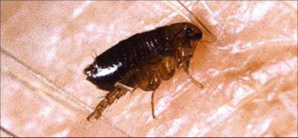 Alco Pest Control: Flea Removal in NJ