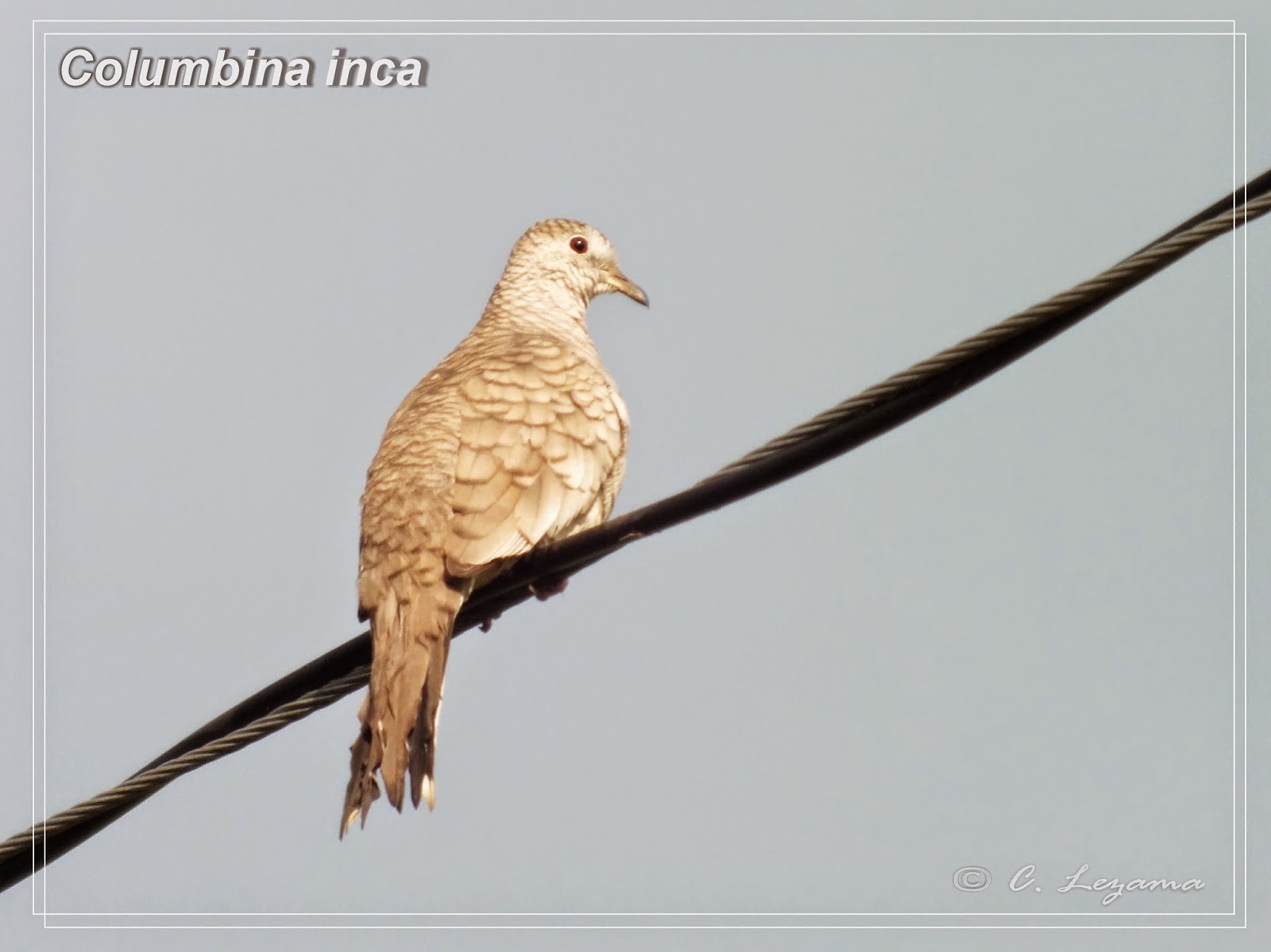 Aves de la región de Huatusco: TORTOLITA COLA LARGA (Inca Dove)