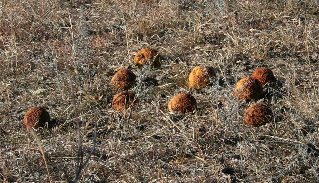 Garden Musings: Turd Trees