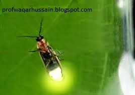 Why fir flies produce flash of light? - Articles