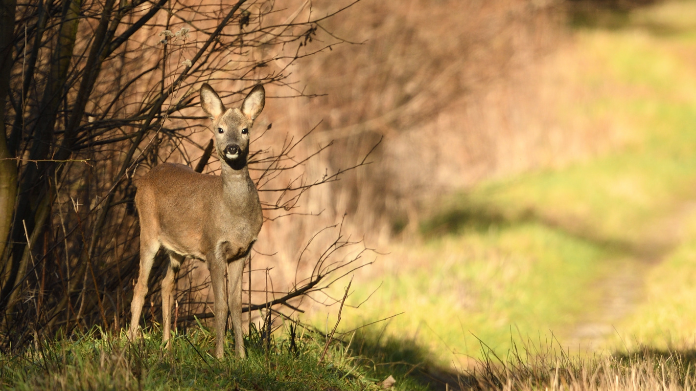 Sarna (Capreolus capreolus)