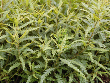 From the Briars: Harvesting Sweet Fern in the High Sands