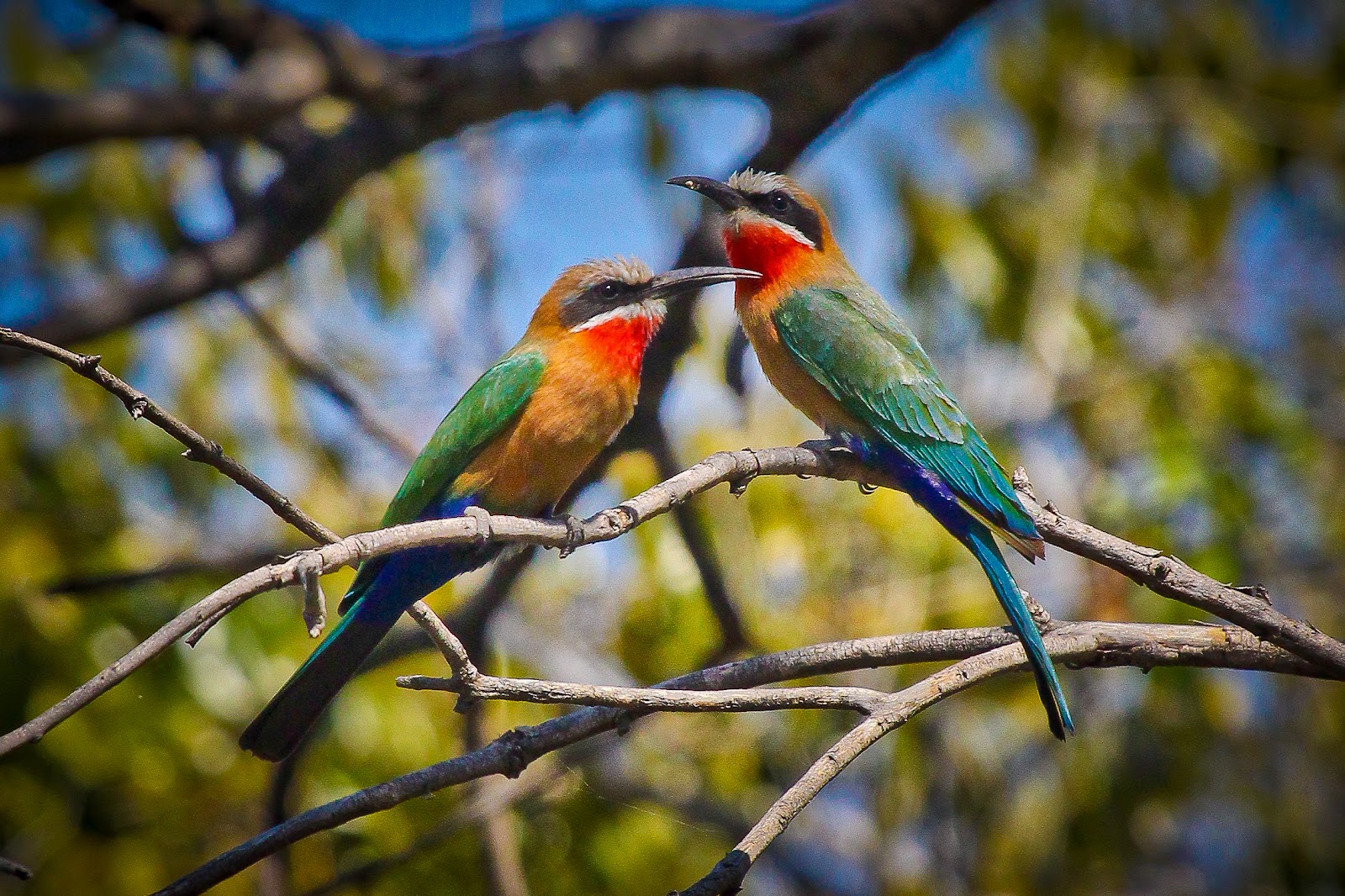 Feather Tailed Stories: White-fronted Bee-eater, Africa