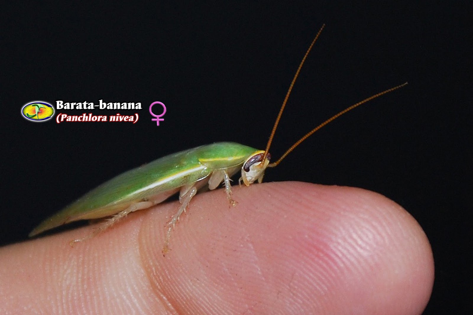 Fauna: Barata-banana (Panchlora nivea)