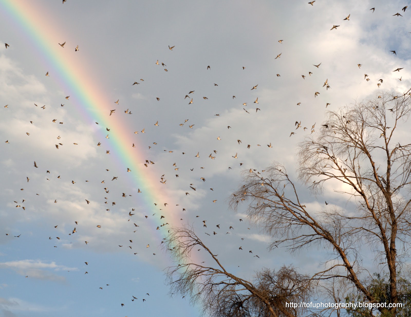 Tofu Photography: Rainbow birds