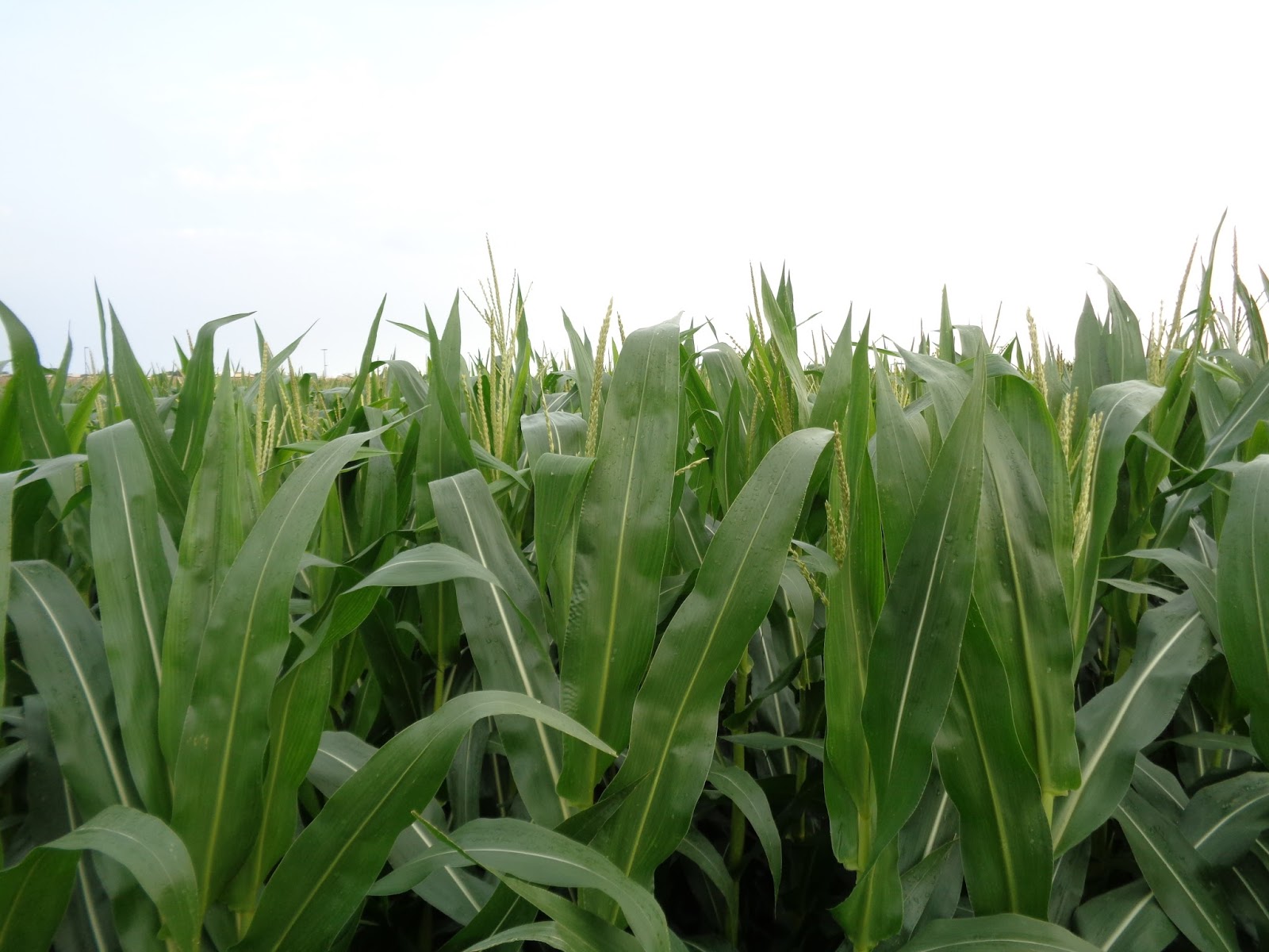 The Perennial Agriculturalist: maize and corn