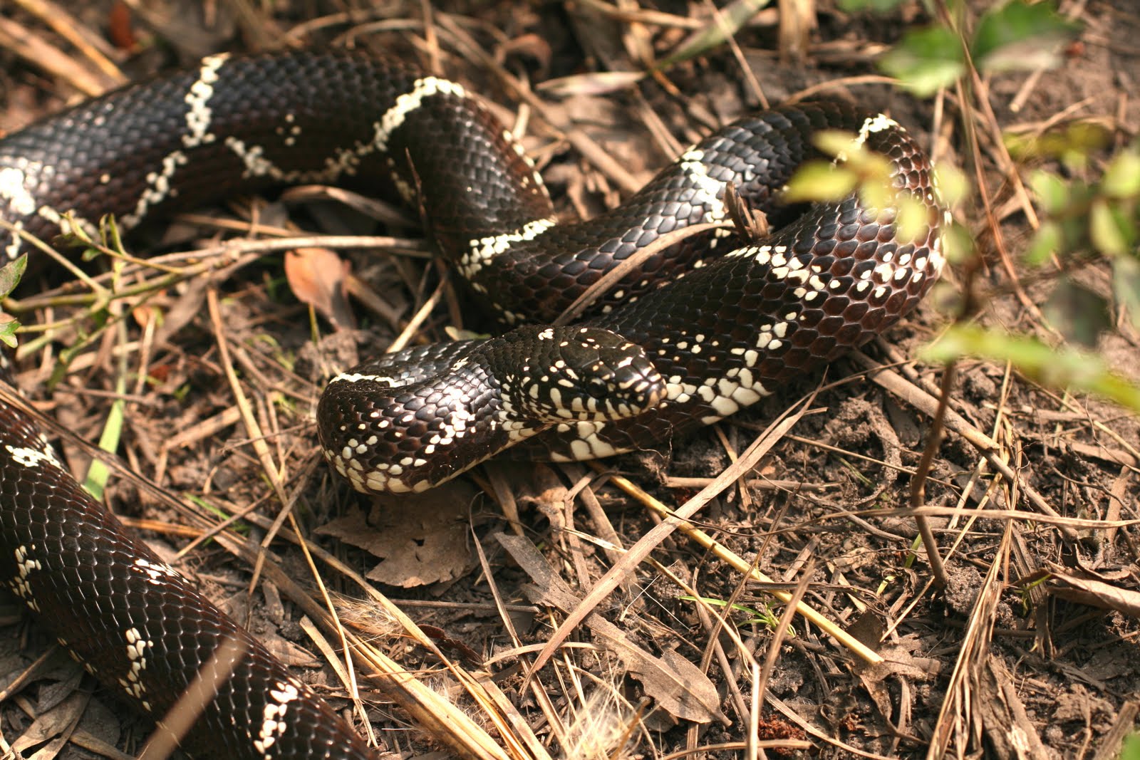 The Good, the Bad, & the Outdoors: Creature Feature: Eastern Kingsnake