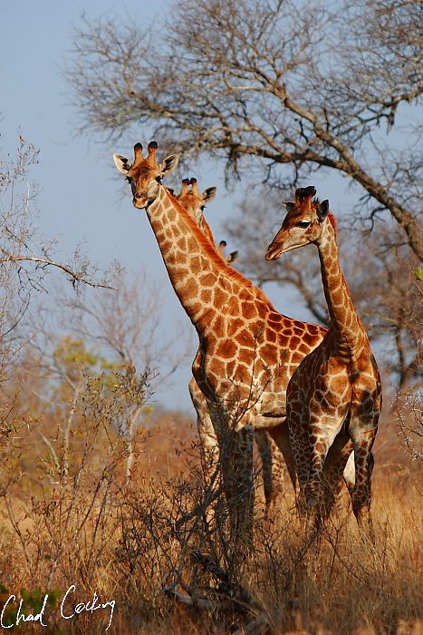 .: 16th August – Leopard Central!