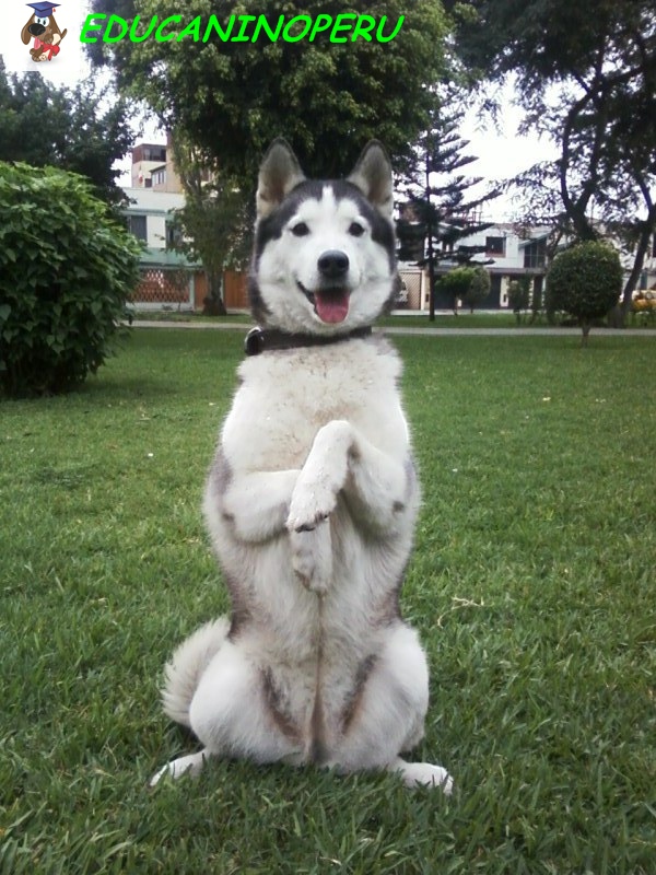 EDUCANINOPERU: PERRITOS SALUDANDO