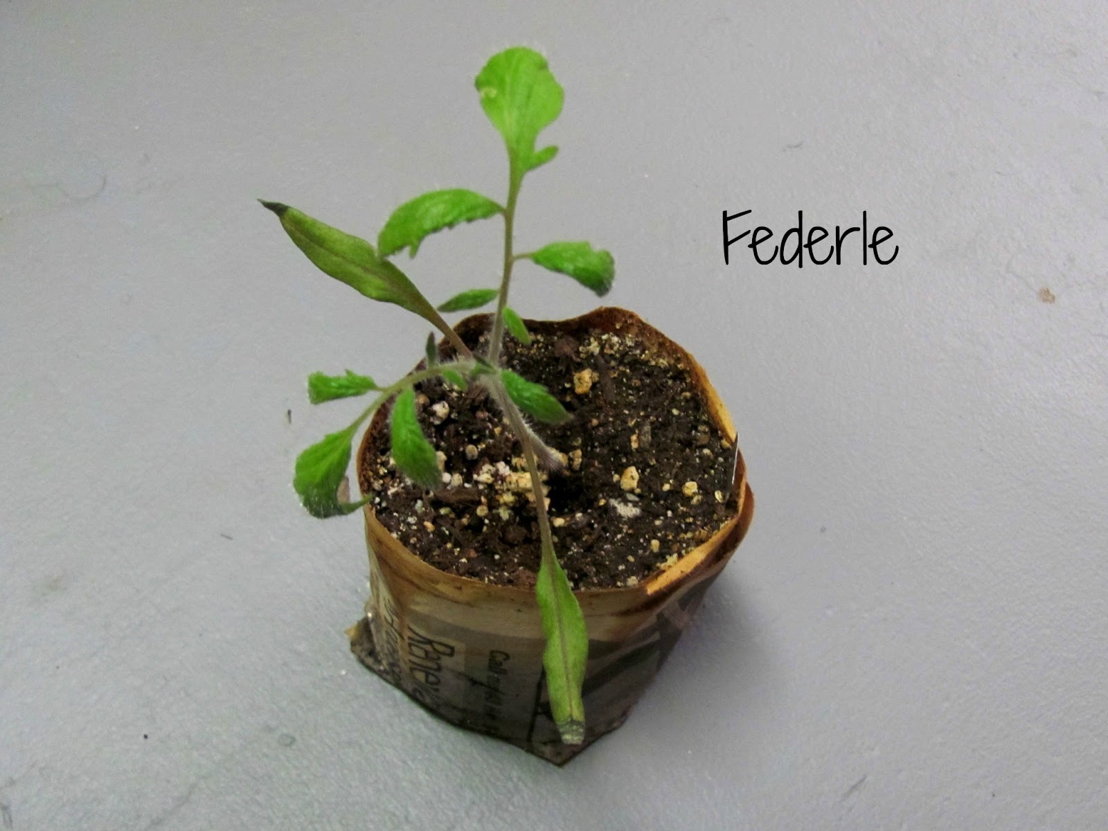 Sweet Domesticity: The Great Heirloom Paste Tomato Search