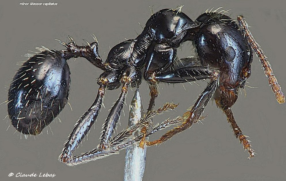 fourmis du genre Messor: Messor capitatus