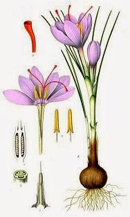 Cycle biologique du safran DE TALIWIN ~ SAFRAN DE TALIWIN