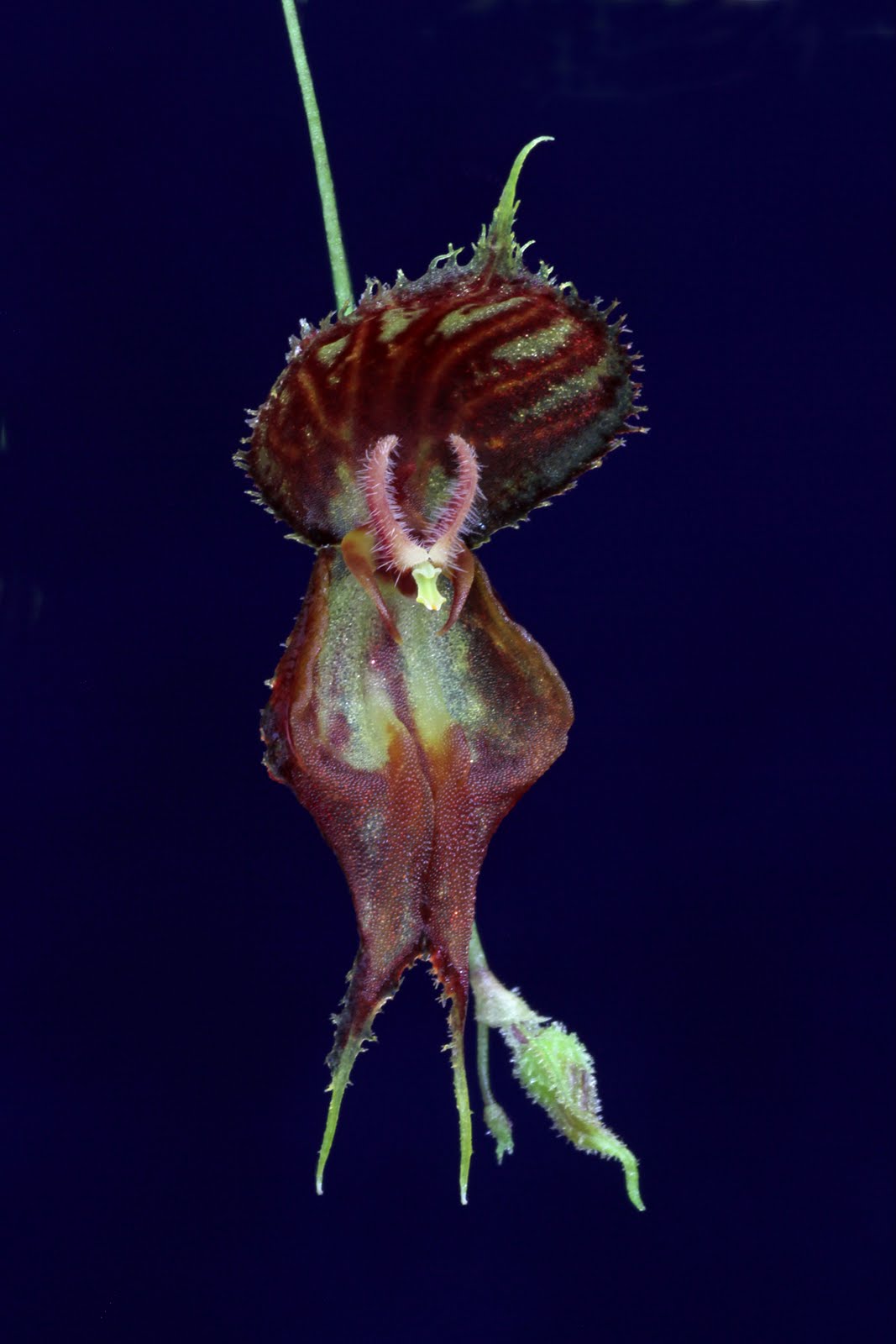 Orchids in Bloom: Lepanthes nycteris