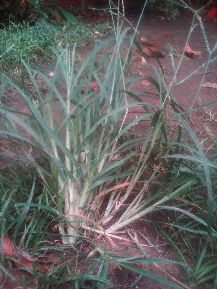 PARAGIS : Juan DA Traveller