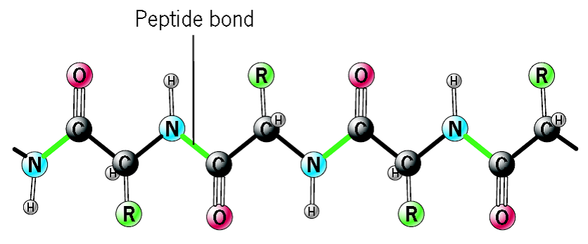 Ciencias de Joseleg: 2 LOS BIOCOMPUESTOS