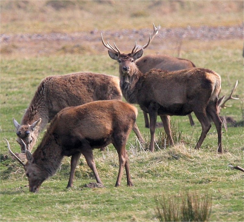 Murfs Wildlife : Dying Out