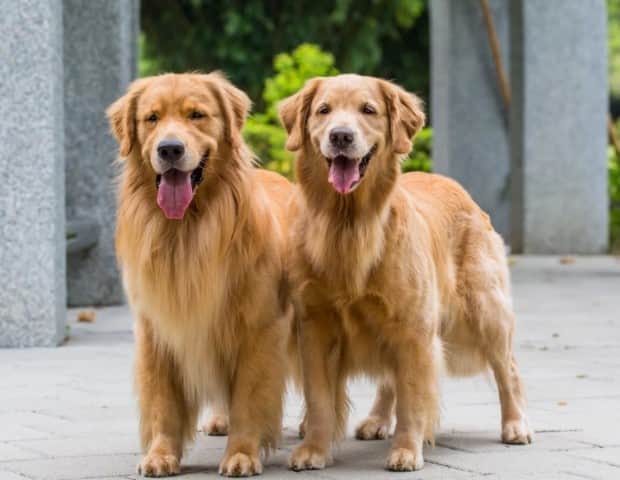 Anjing Golden Retriever Sangat Cocok Sebagai Peliharaan Keluarga
