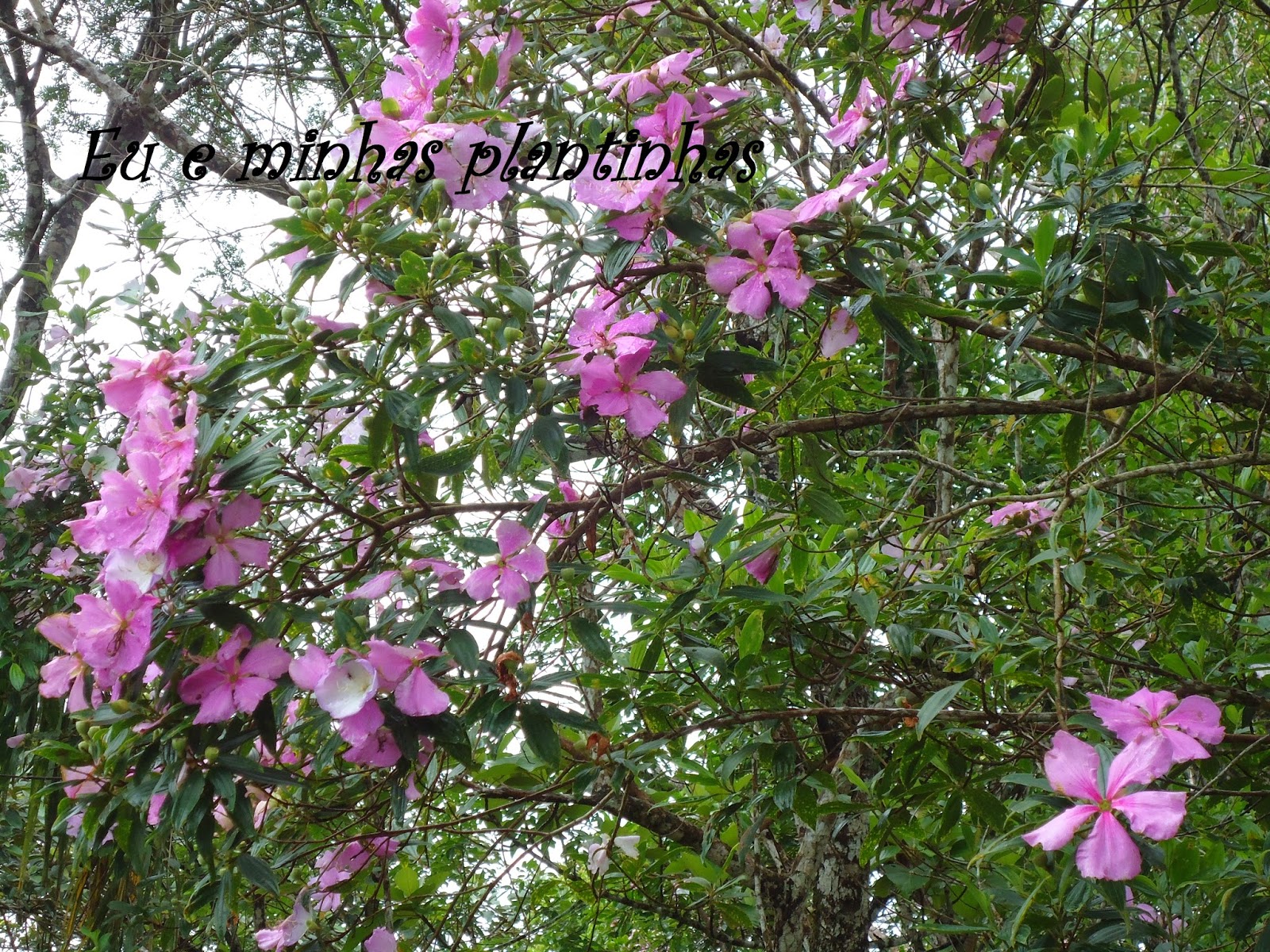 Eu e minhas plantinhas: Jacatirão x Manacá da serra.