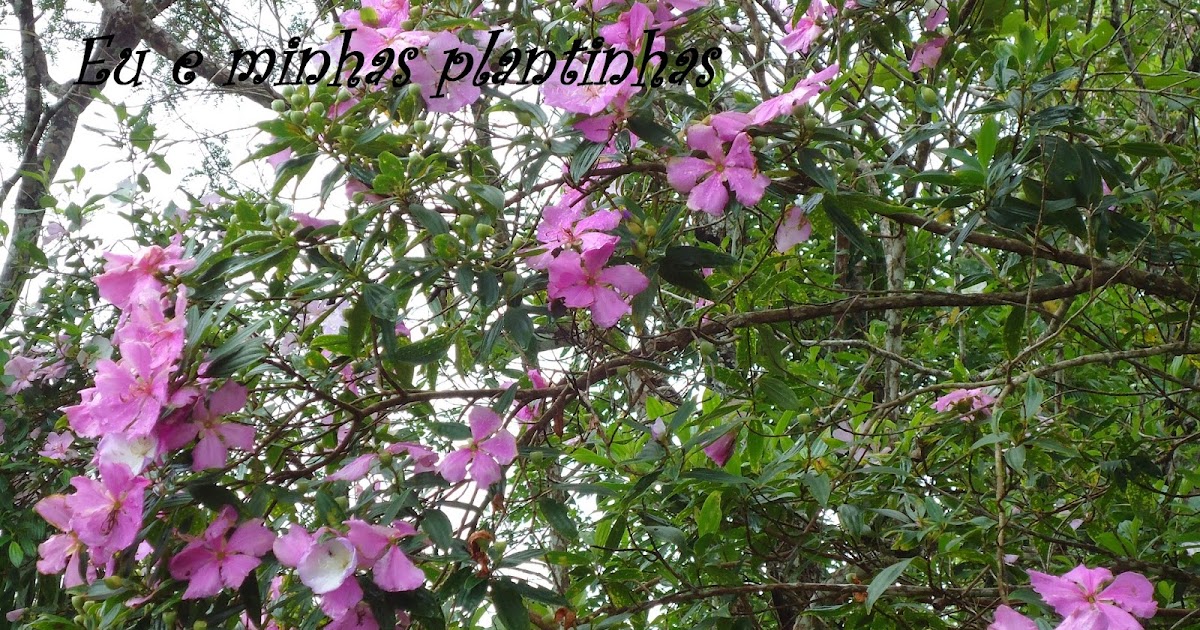 Eu e minhas plantinhas: Jacatirão x Manacá da serra.