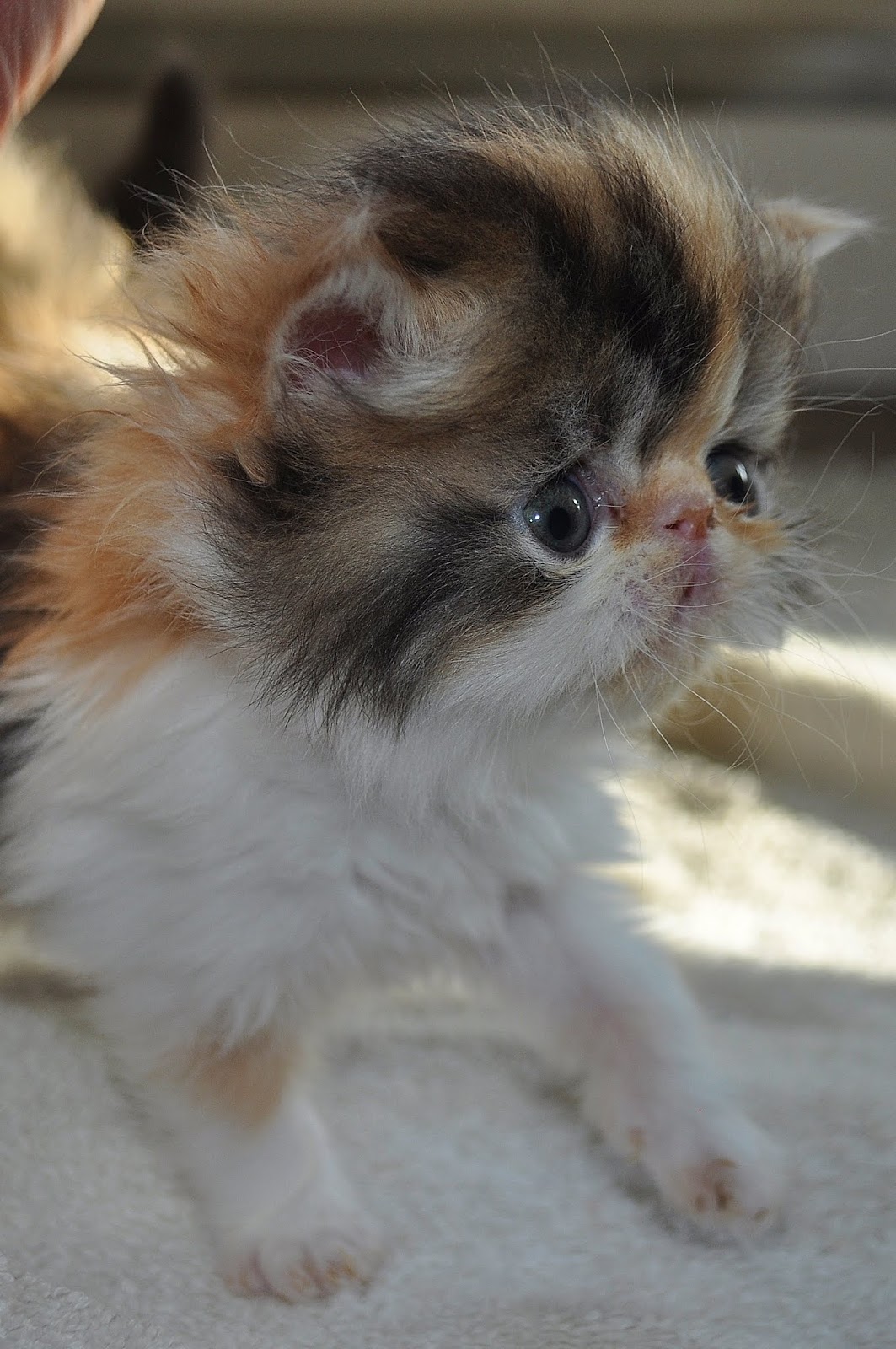 Exotic Shorthairs and Persians in Idaho Kittens on their way!: Calico ...