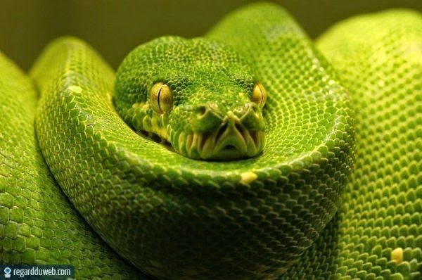 Photos marrantes et insolites Animal – Reptile v103 - Des milliers de ...