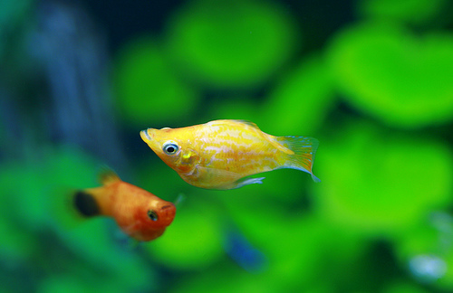 Shamudra Bilash: Sword Tail & Molly Fish