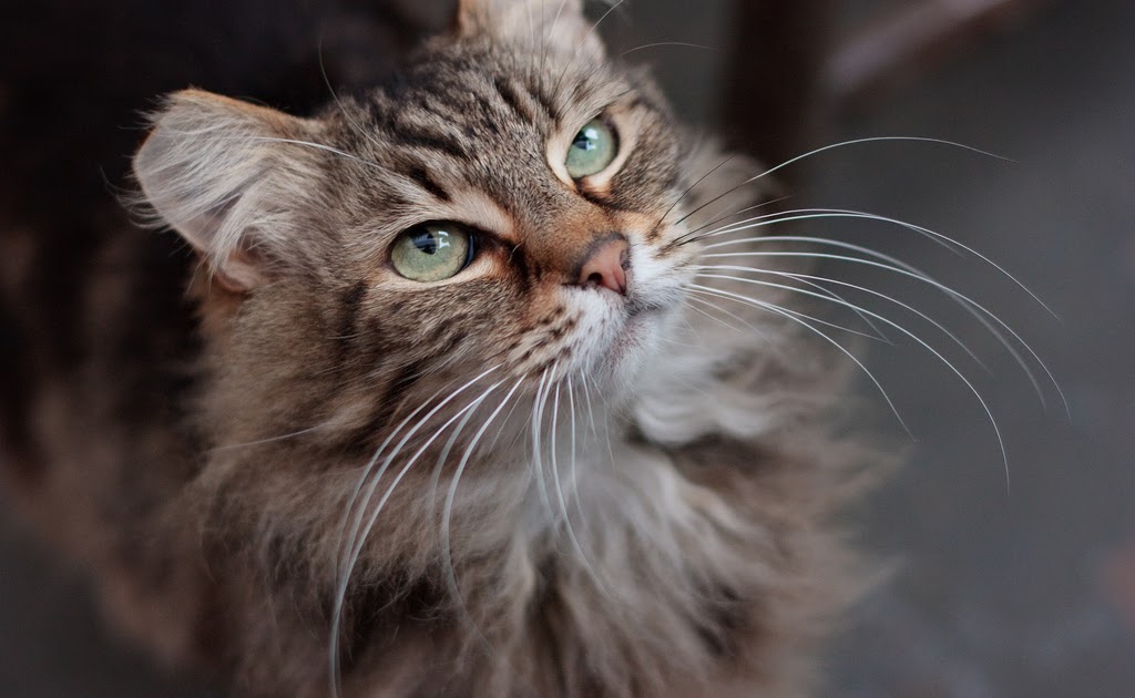 Catsparella: Ryan Gosling and the Case of the Disneyland Cats