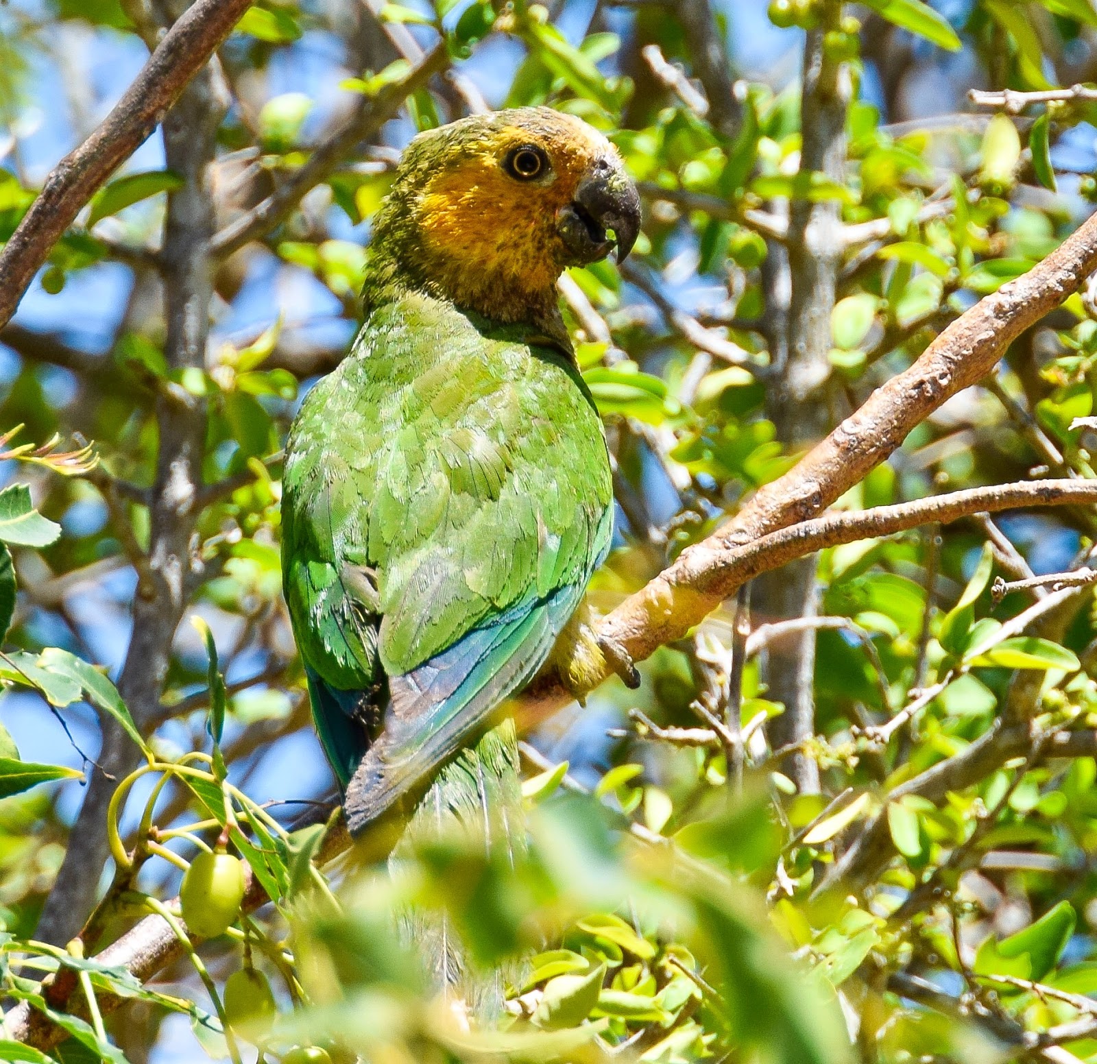 Hiking Curaçao - Flora and Fauna: Parakeet feeding in a Wayaka tree