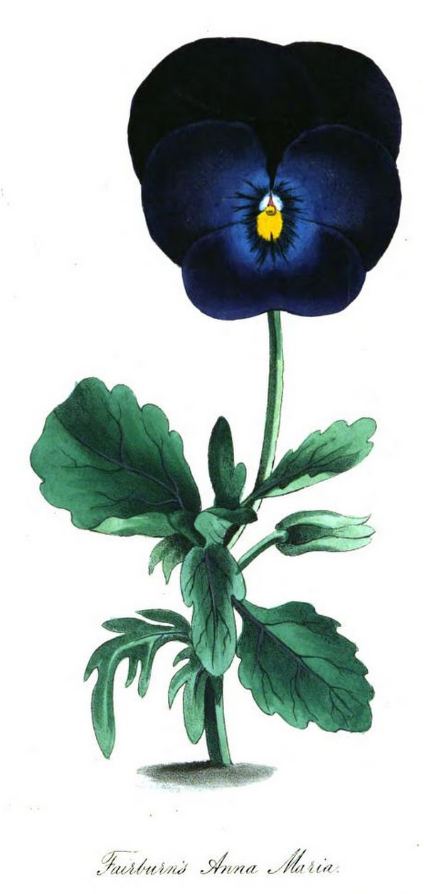 The Promise of Seeds: Magic in a Packet: 1896 - Part Two: Whittrock's ...