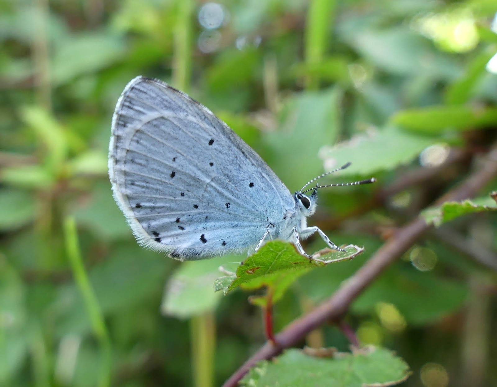 Julia Garner : Malltraeth Marsh, Cors Ddyga RSPB reserve