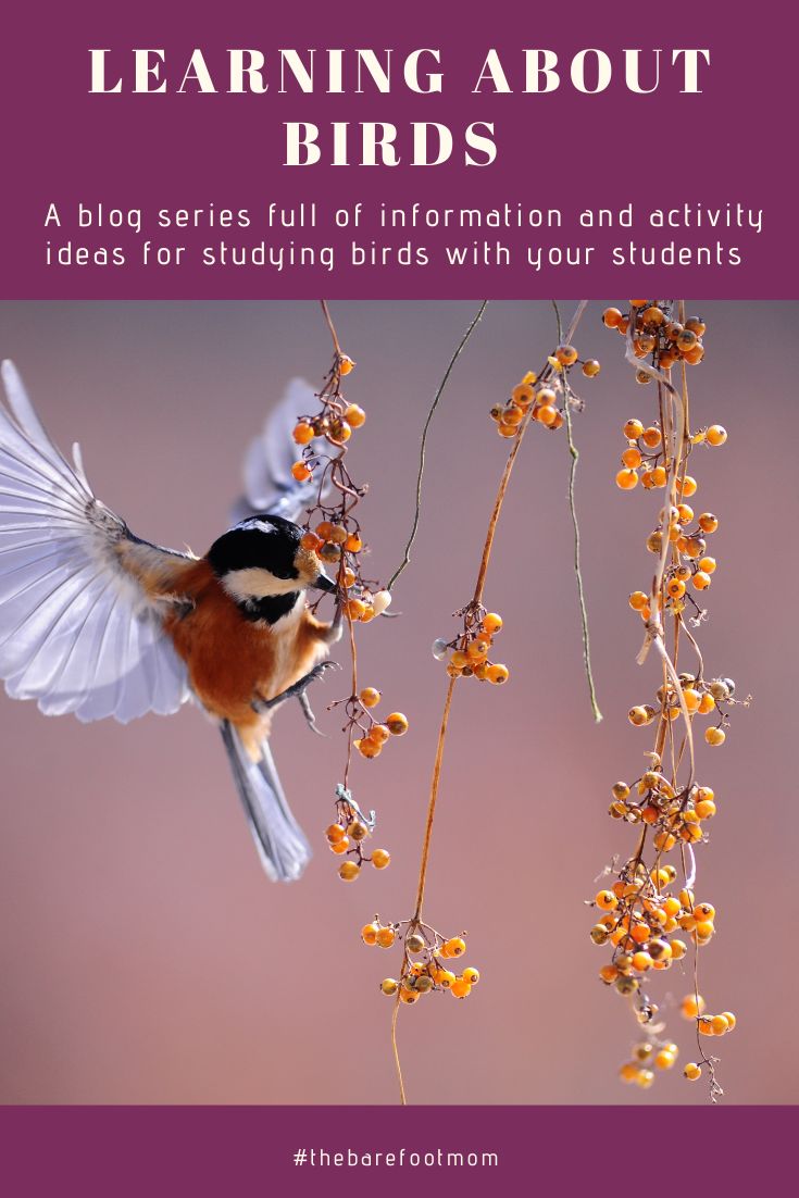 Learning About Birds