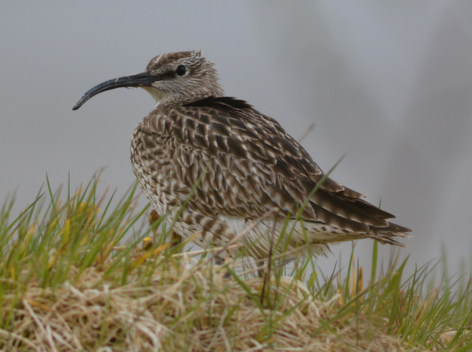 South Wales Birding.: Llanilid
