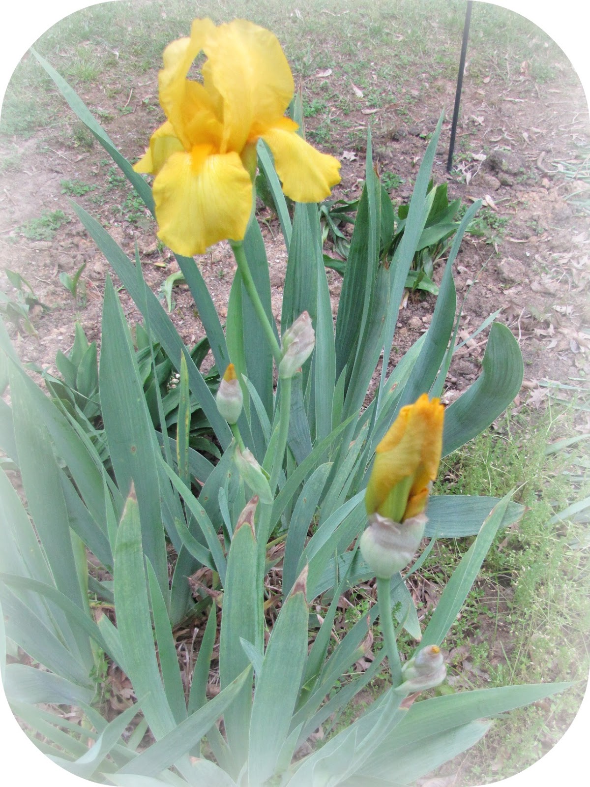 A Bit of the Blarney: The Golden Iris