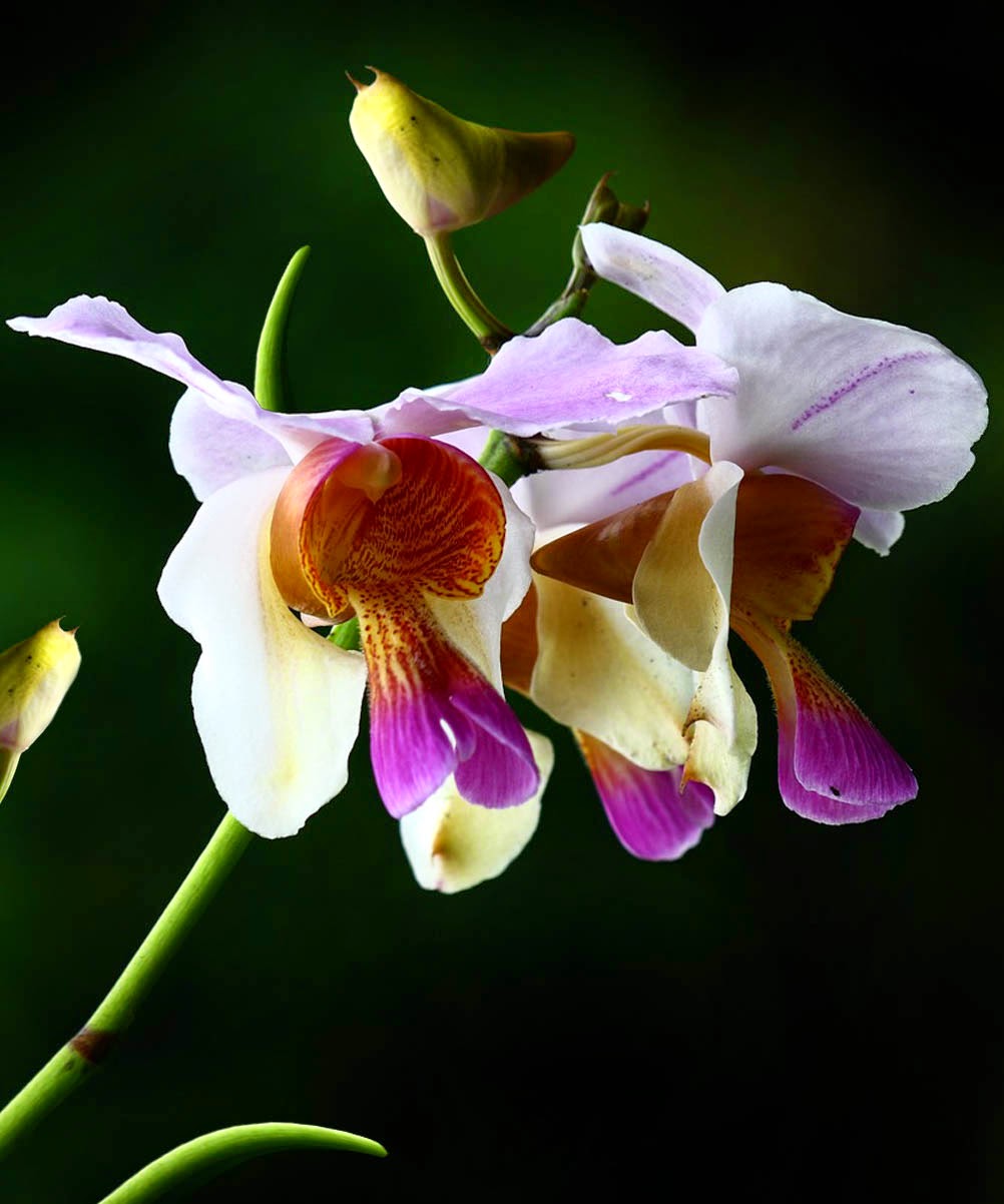 Graphics and Folk Assam: Flora & Plants