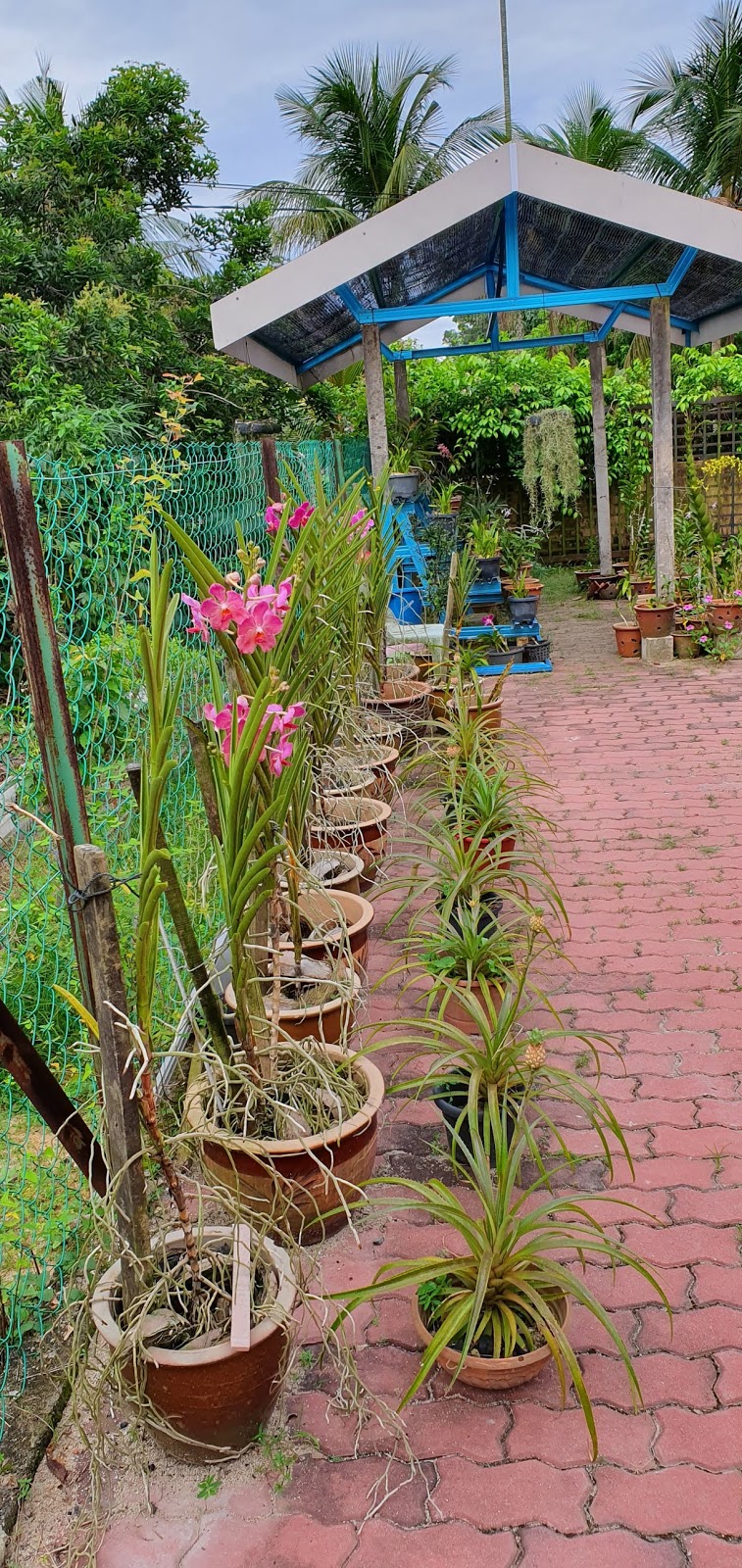 Warisan Petani: Tanaman Hiasan Keliling Rumah